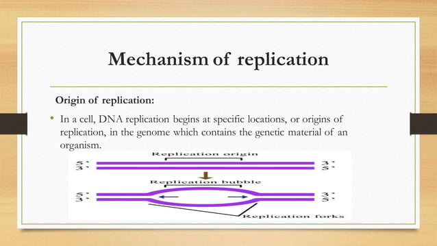 DNA replication.pdf