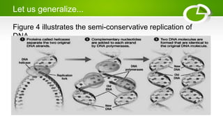 DNA replication.pptx
