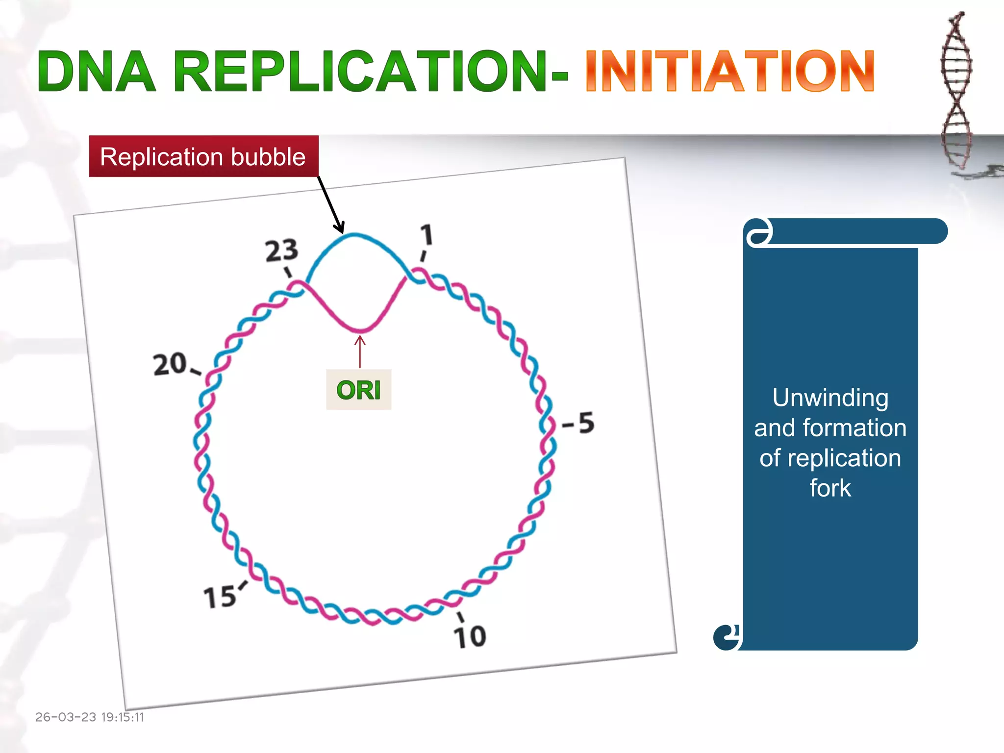 DNA Replication.pdf