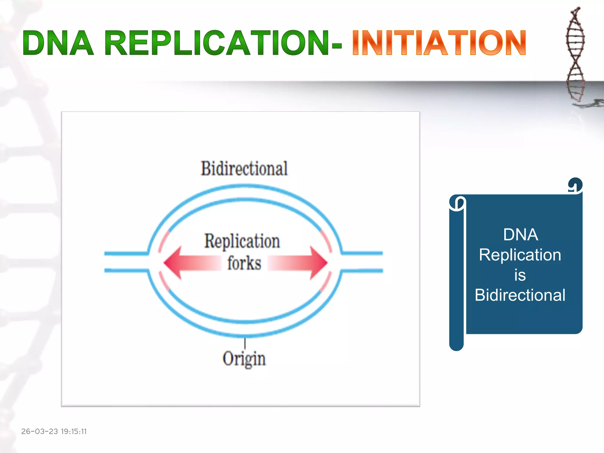 DNA Replication.pdf