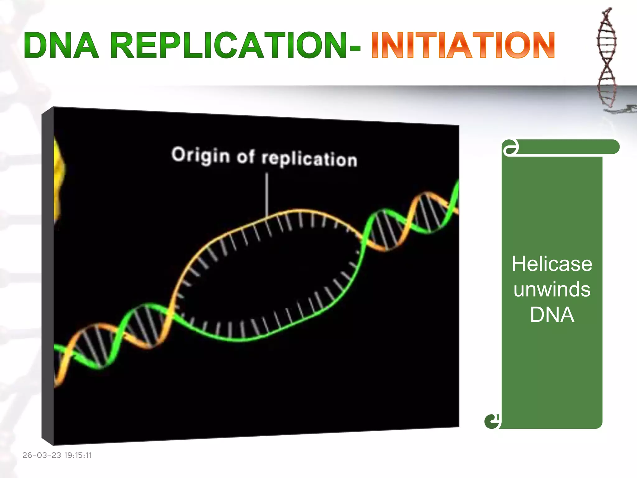 DNA Replication.pdf