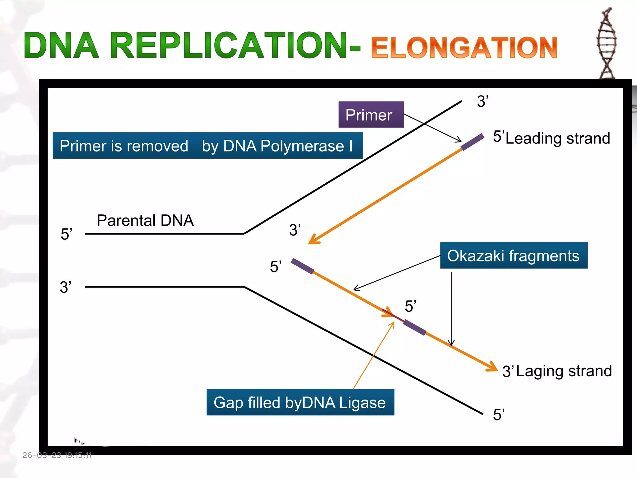 DNA Replication.pdf
