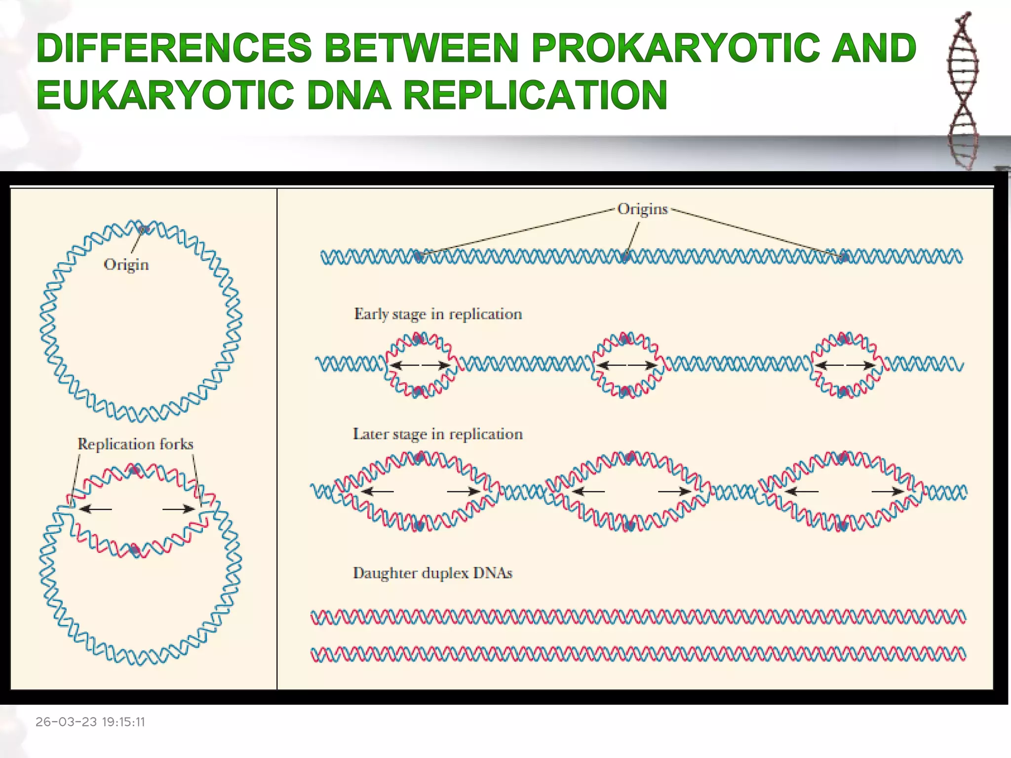 DNA Replication.pdf