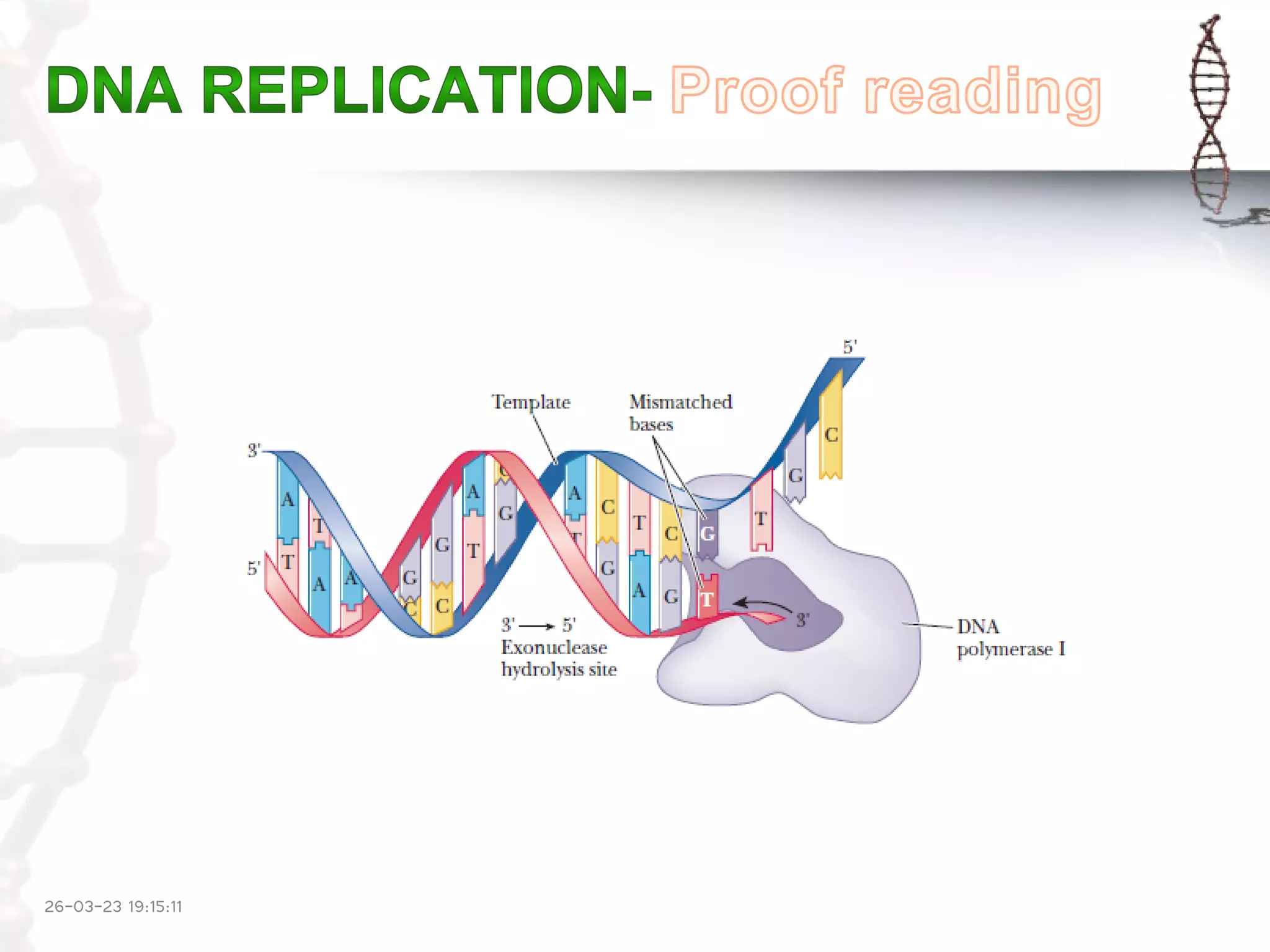 DNA Replication.pdf