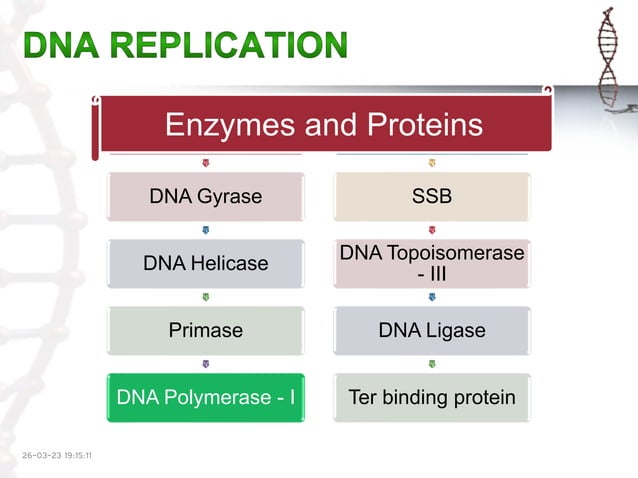 DNA Replication.pdf