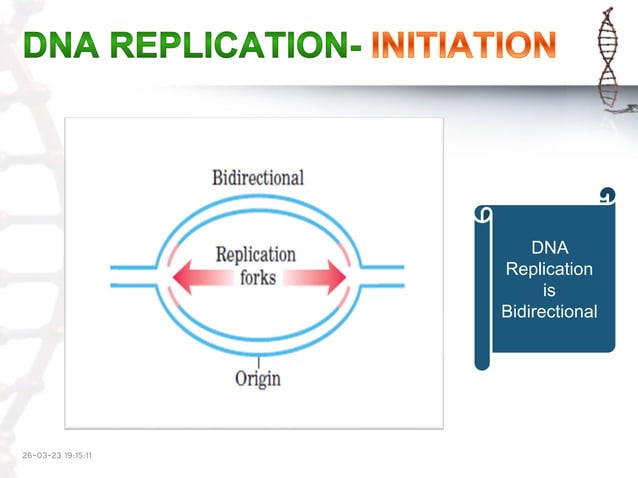 DNA Replication.pdf