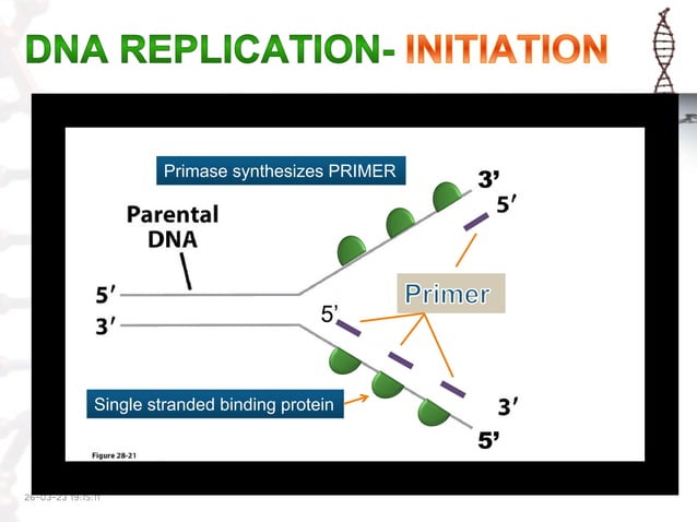 DNA Replication.pdf