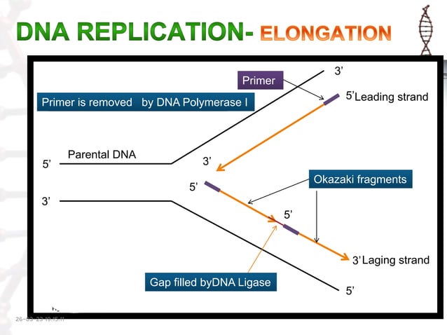 DNA Replication.pdf