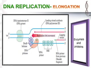 DNA Replication.pdf