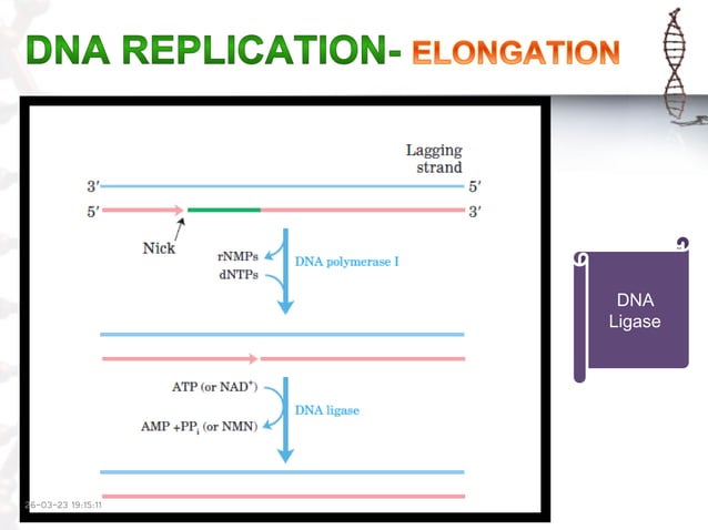 DNA Replication.pdf