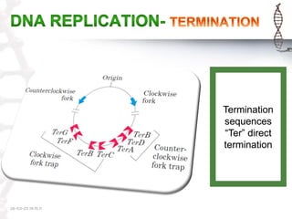 DNA Replication.pdf