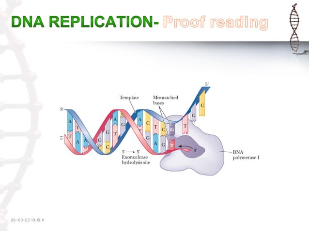 DNA Replication.pdf