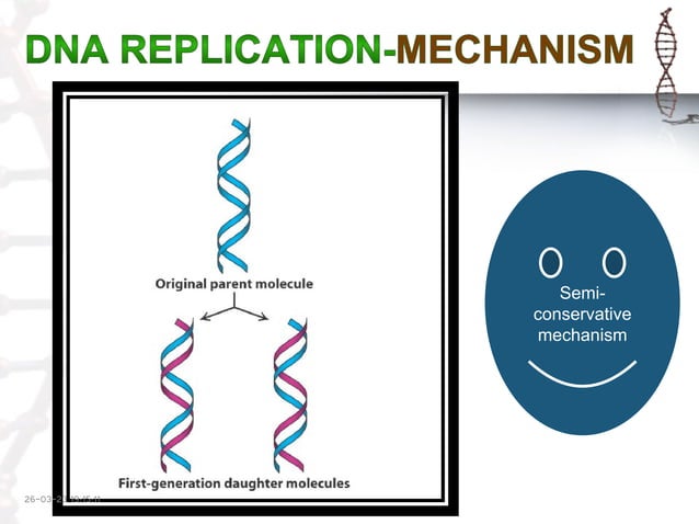 DNA Replication.pdf