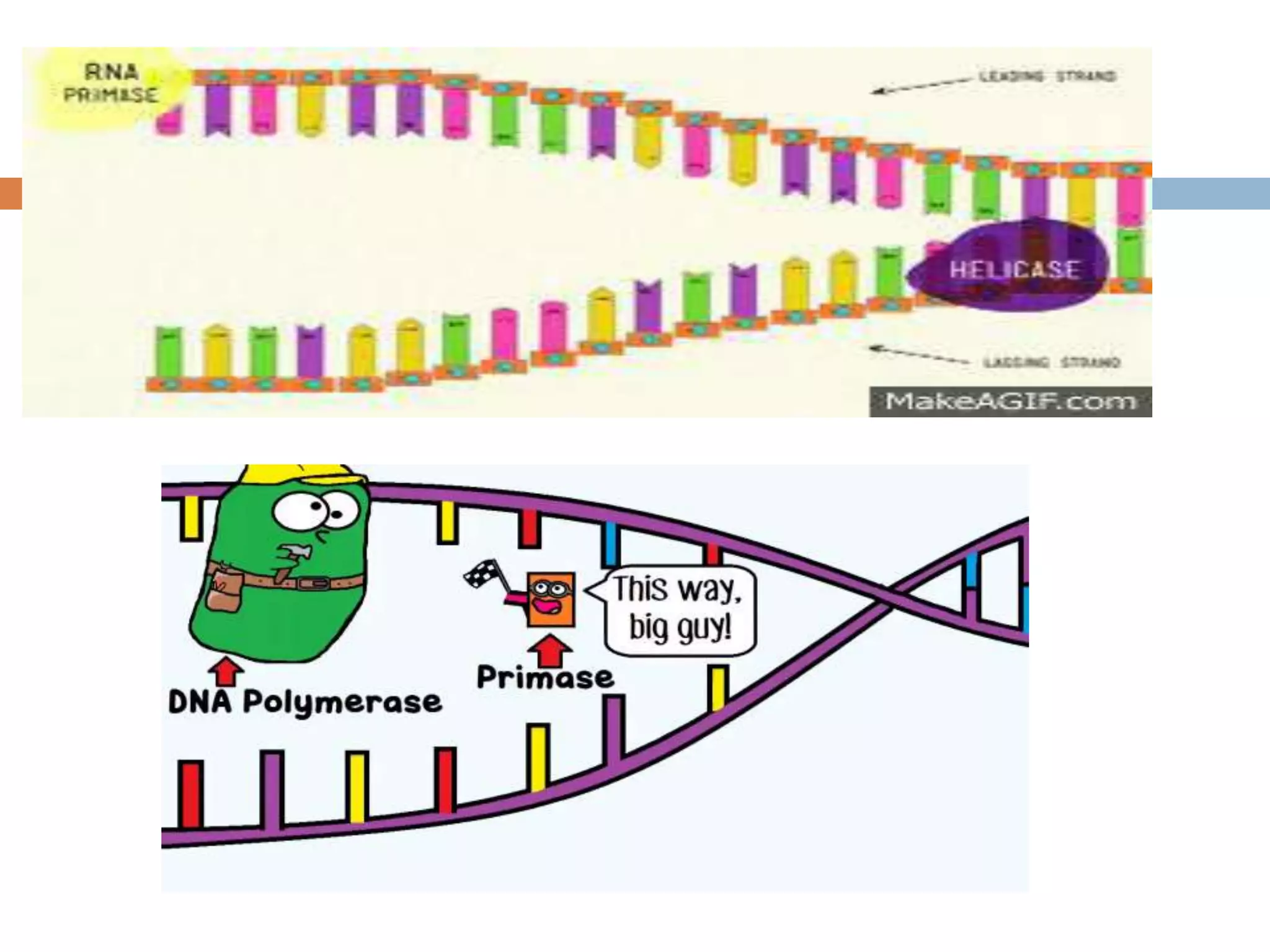 DNA replication | PPT