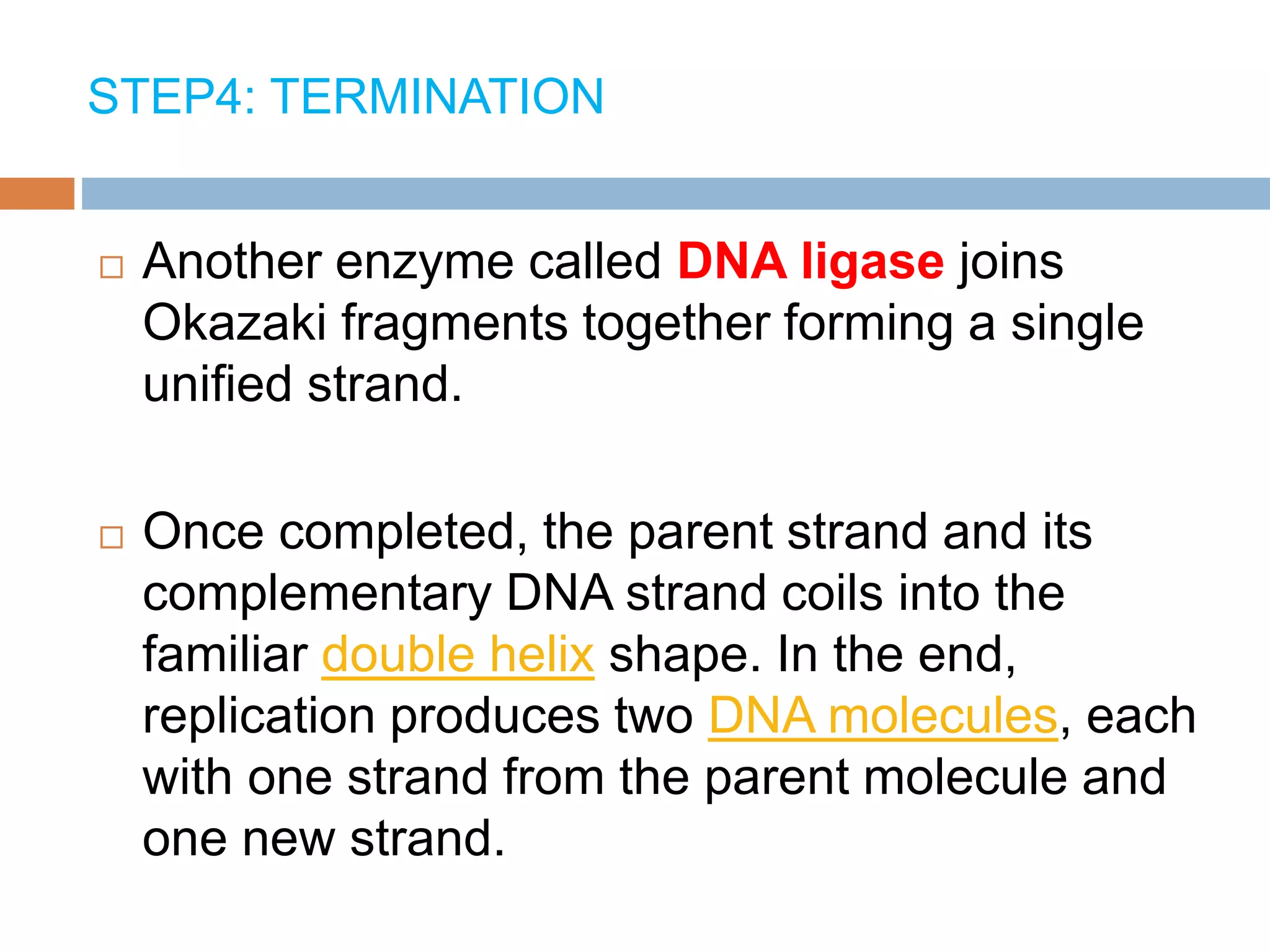 DNA replication | PPT | Biological Sciences | Science