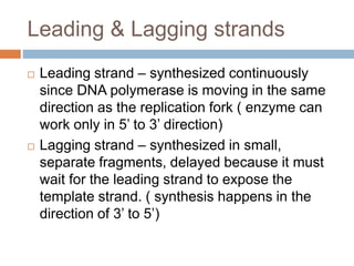 DNA replication | PPT