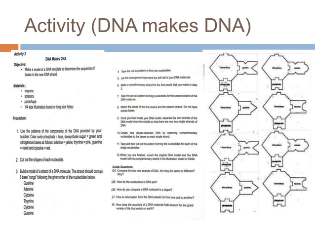 DNA replication | PPT | Biological Sciences | Science