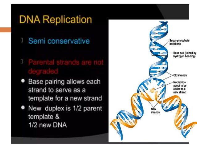 DNA replication | PPT | Biological Sciences | Science