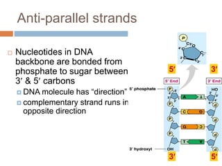 DNA replication | PPT
