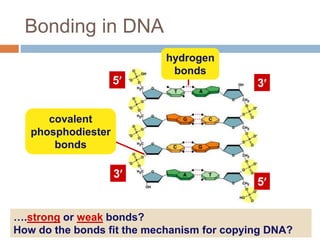 DNA replication | PPT