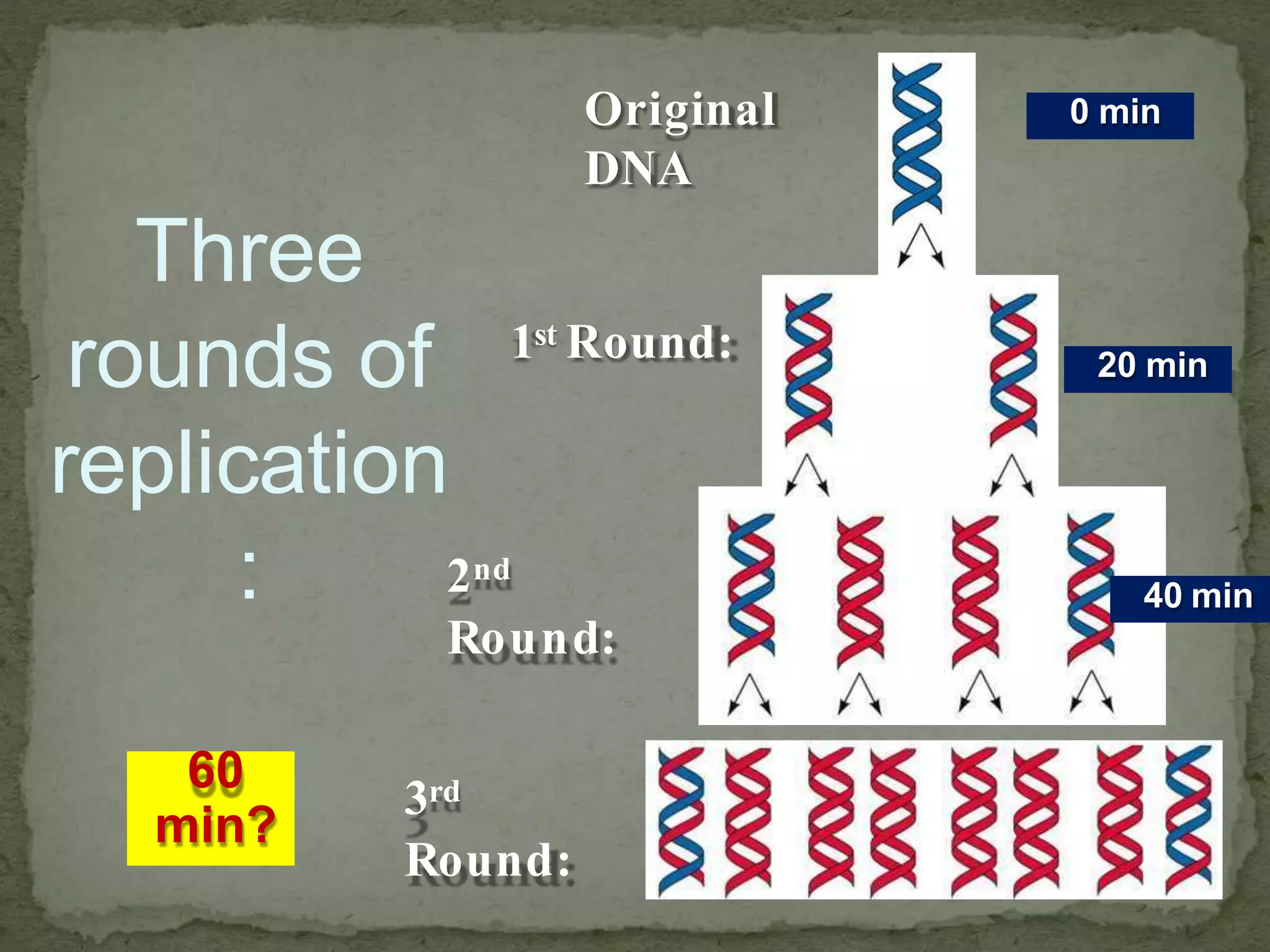 dna_replication.pptx | Chemistry | Science