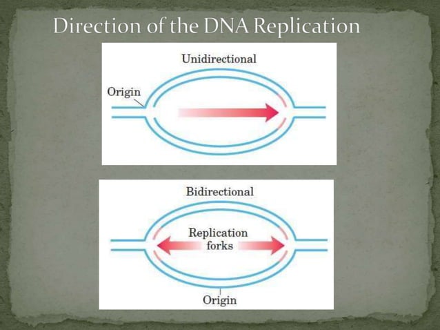 dna_replication.pptx