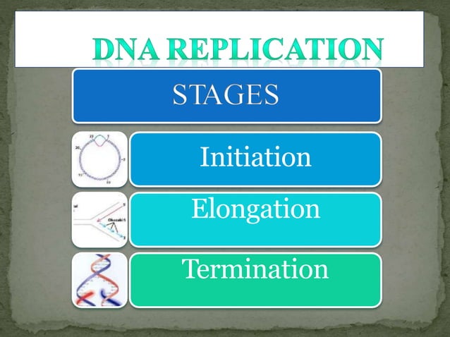 dna_replication.pptx