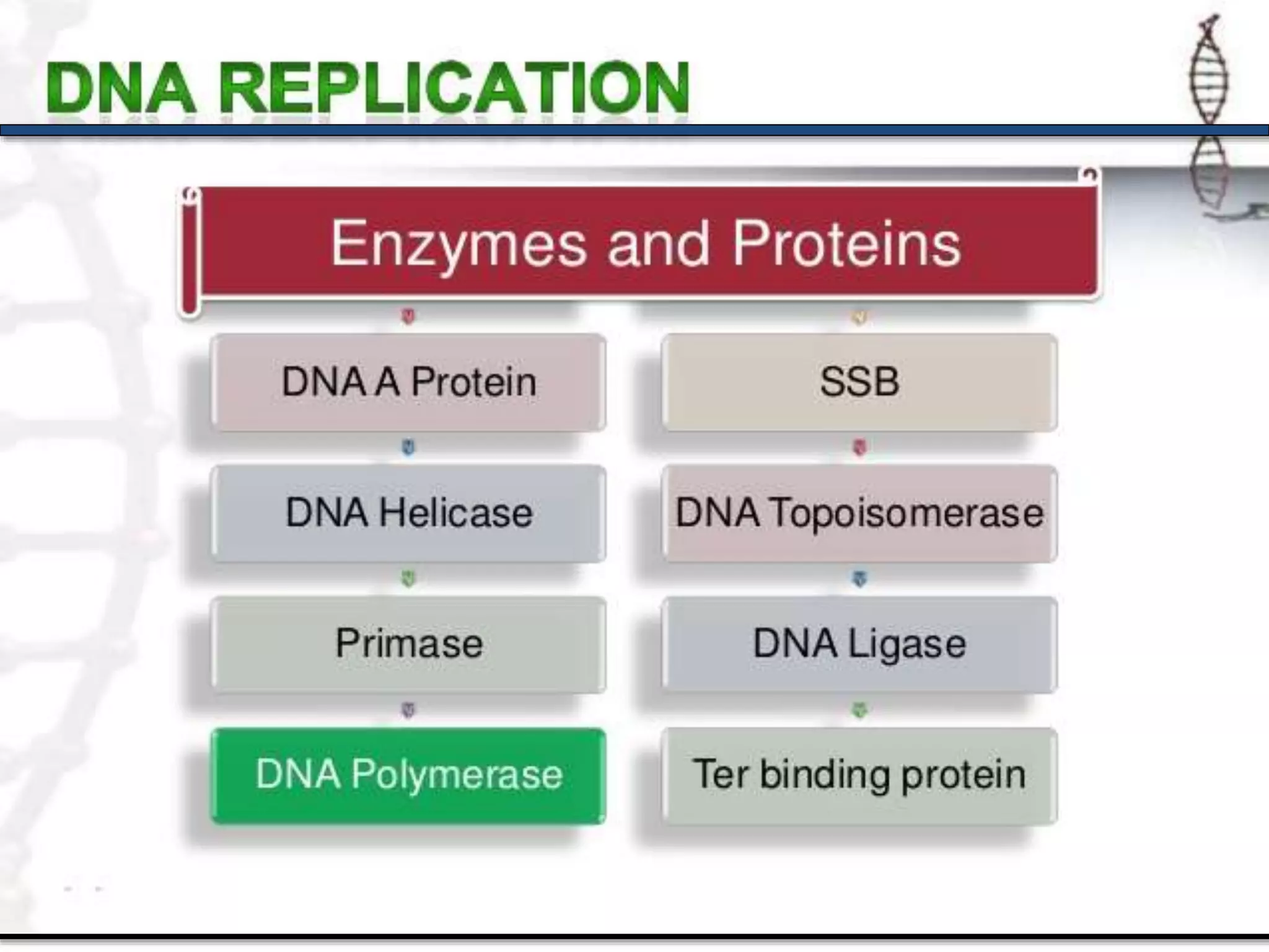 DNA replication.pptx