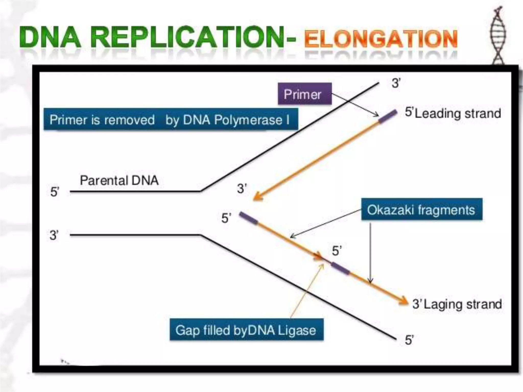 DNA replication.pptx