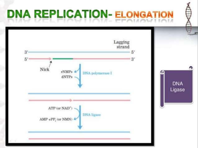 DNA replication.pptx