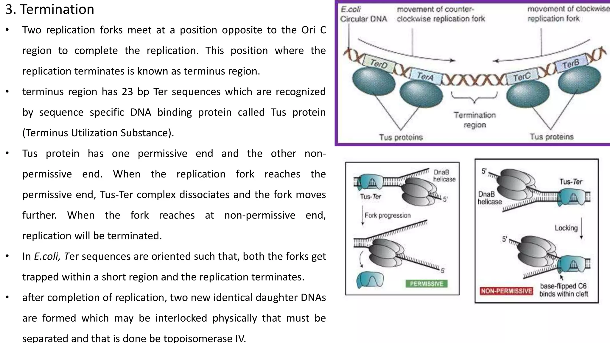 DNA replication.pptx