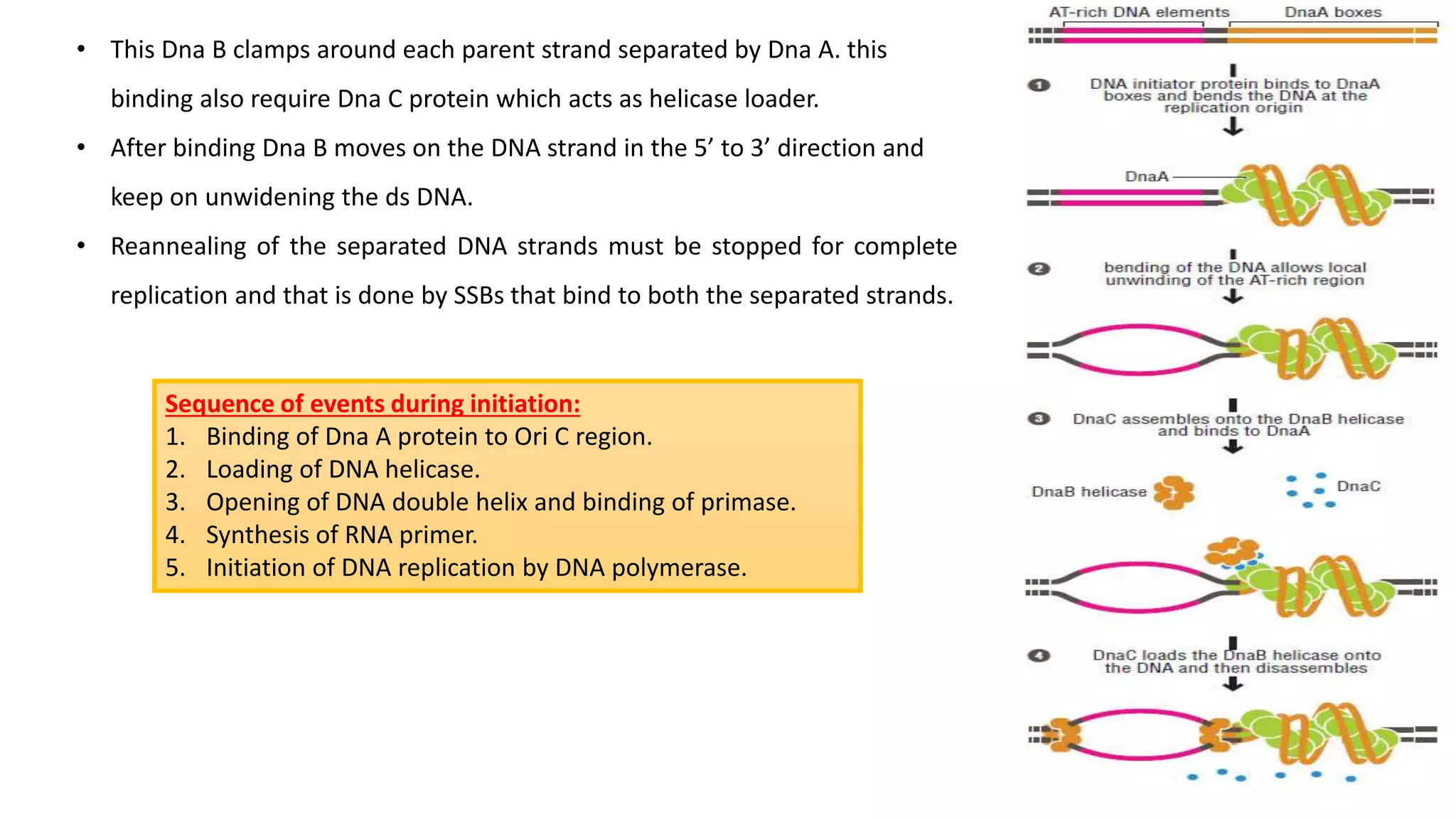 DNA replication.pptx