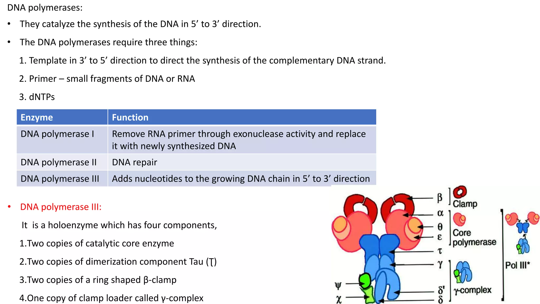 DNA replication.pptx