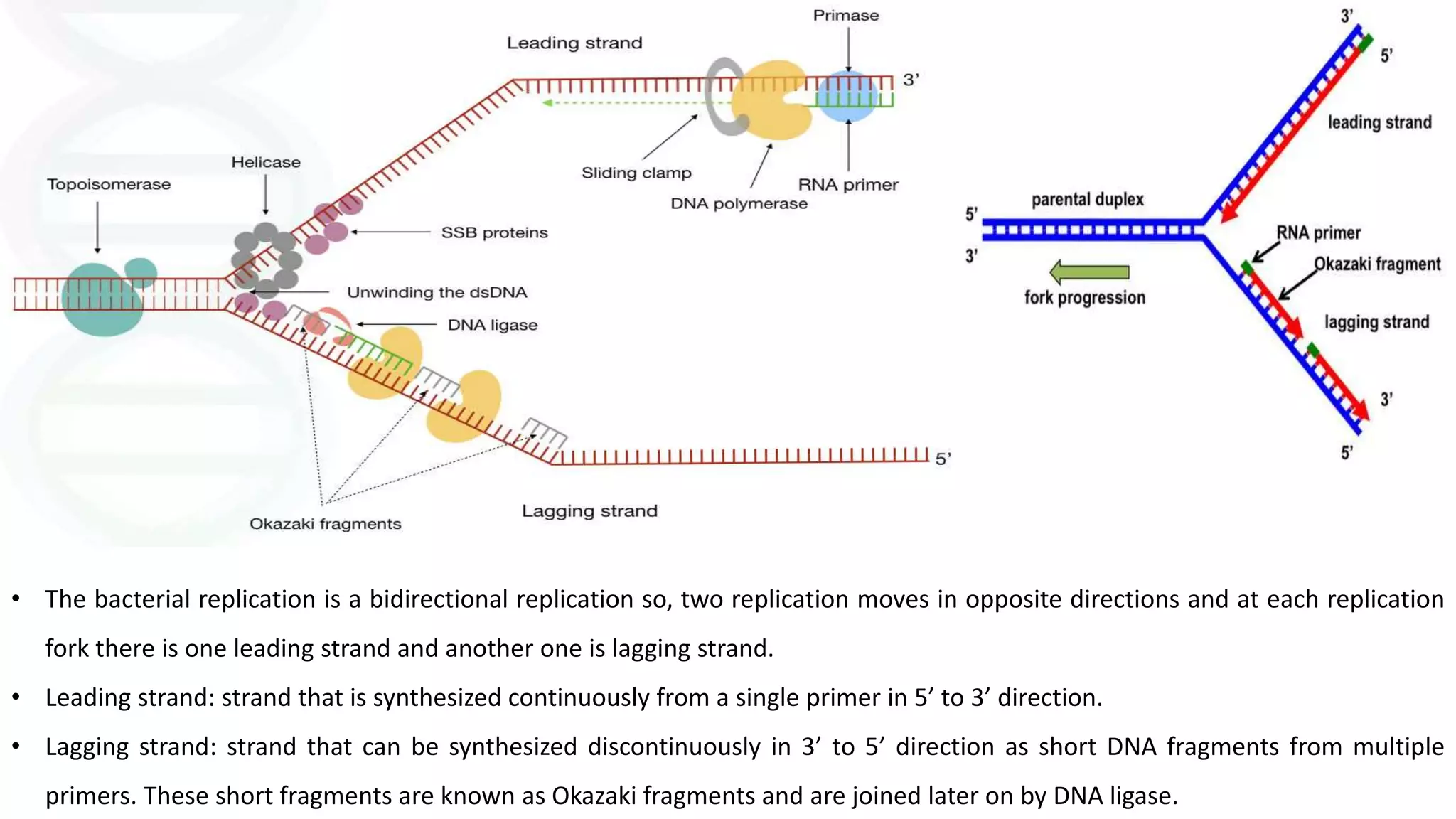 DNA replication.pptx