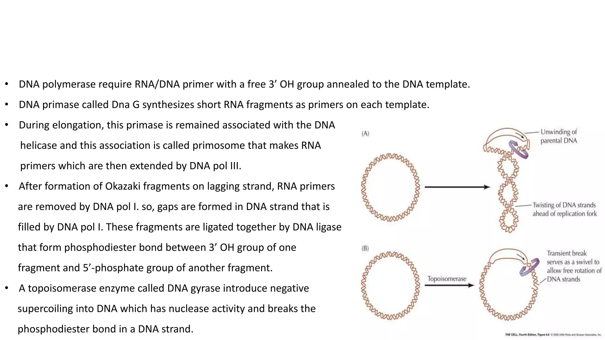 DNA replication.pptx
