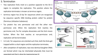 DNA replication.pptx
