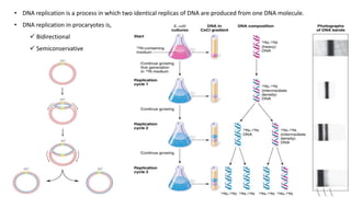 DNA replication.pptx