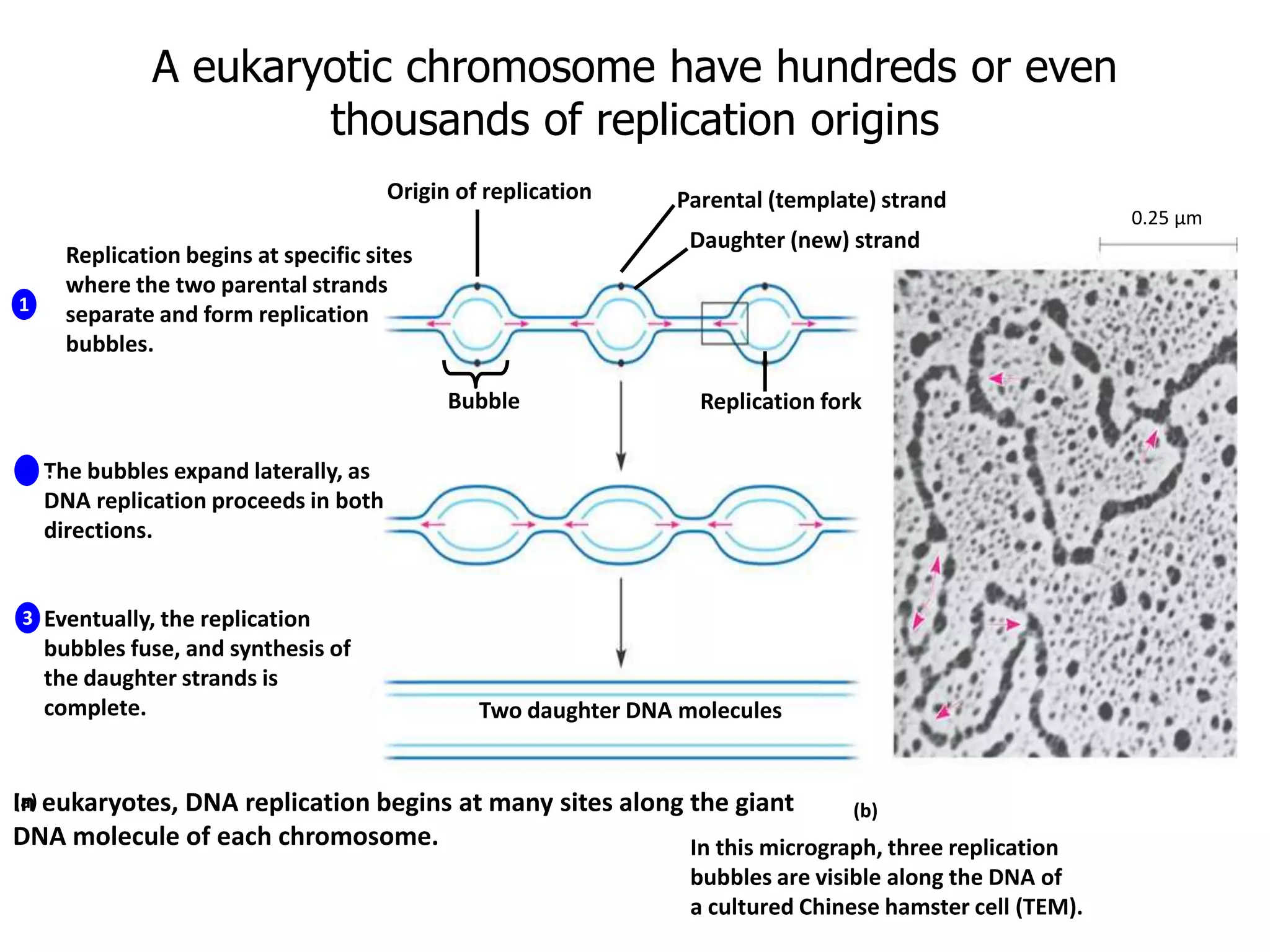 DNA replication.ppt