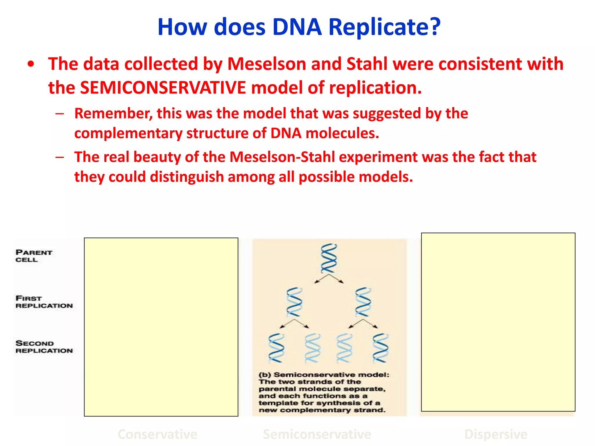 DNA replication.ppt