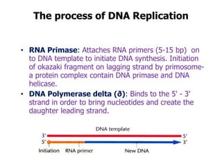 DNA replication.ppt