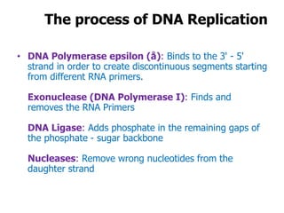DNA replication.ppt