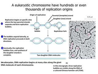 DNA replication.ppt