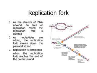 DNA replication.ppt
