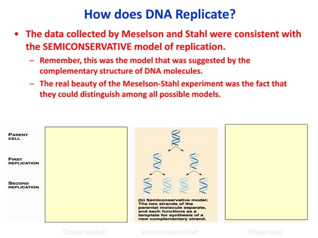 DNA replication.ppt