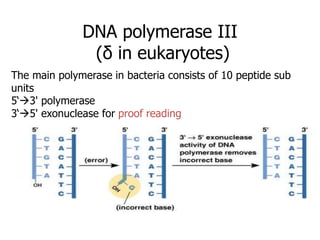 DNA replication.ppt