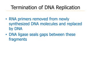 DNA replication.ppt