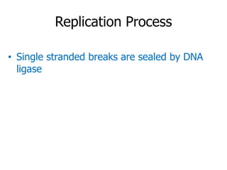 DNA replication.ppt