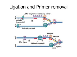 DNA replication.ppt
