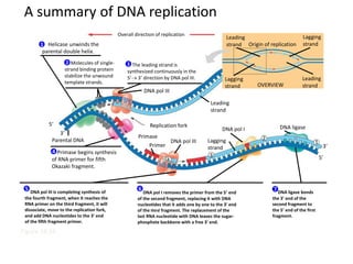 DNA replication.ppt
