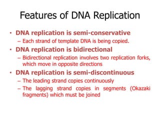 DNA replication.ppt